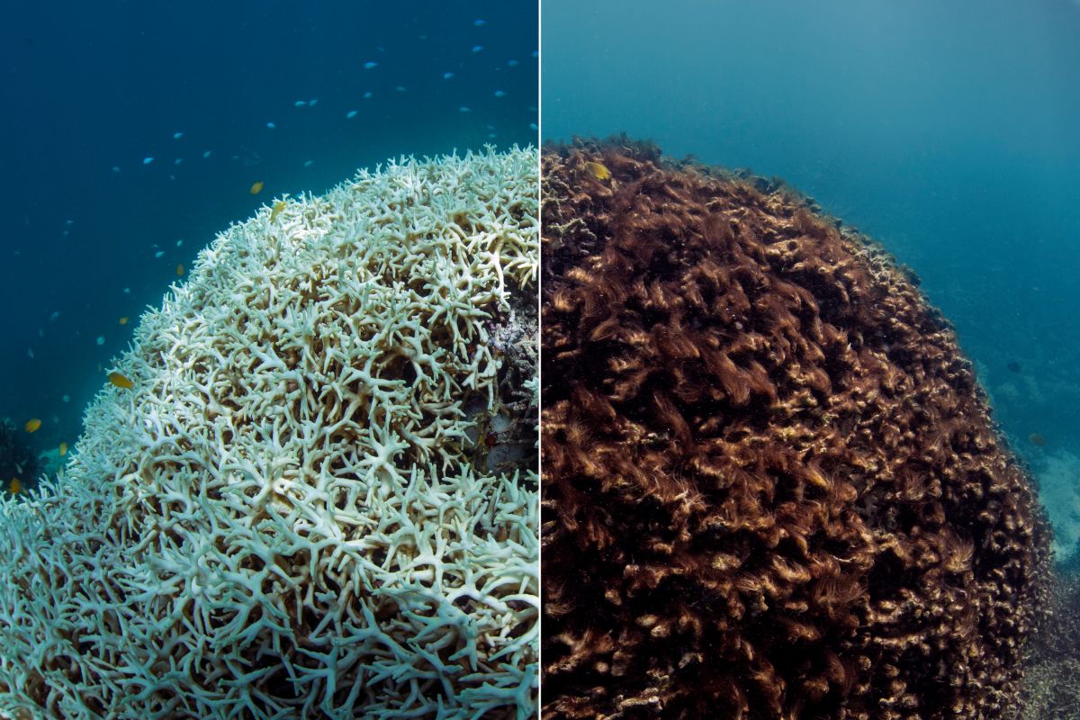 ‘Chasing Coral’ Shows the Deadly Effect of Climate Change on Our Oceans